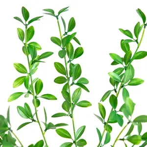 NEARLY NATURAL 6' Artificial Shady Lady Black Olive Tree