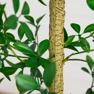 NEARLY NATURAL 7' Artificial Shady Lady Black Olive Tree
