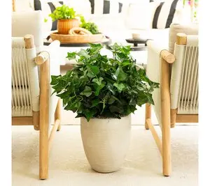 NEARLY NATURAL 19-in Uv Resistant Puff Ivy Bush Set Of 3 - One-color