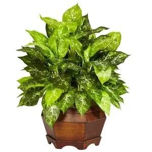 NEARLY NATURAL Variegated Dieffenbachia With Large Hexagon Artificial Plant - Green