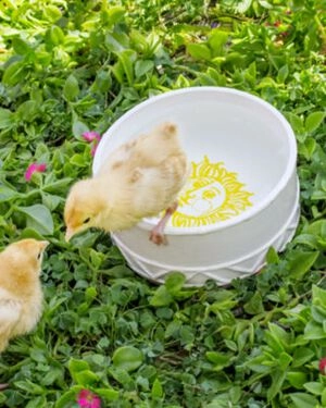 Lilly Pulitzer® Ceramic Pet Bowl
