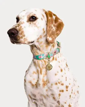 LILLY PULITZER Large/x-large Pet Collar