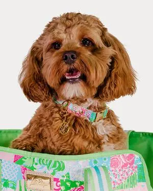 LILLY PULITZER Small/medium Pet Collar