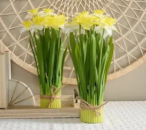 VALERIE PARR HILL Set Of 2 15' Daffodil Bundles Varlerie - One-color