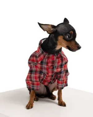 MOSHIQA Johnny Dog Shirt