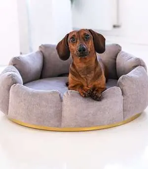 LOOTY Medium Camelia Pet Bed