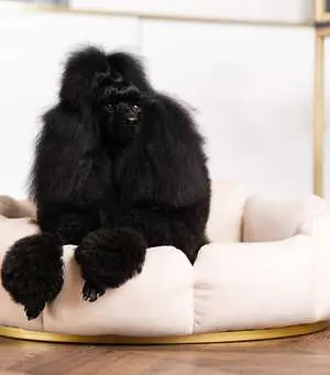 LOOTY Medium Camelia Dog Sofa
