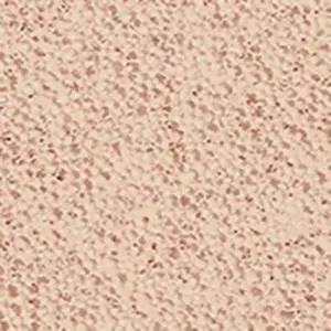 Dior Forever Couture Skin Glow Cushion Foundation Refill - Nude