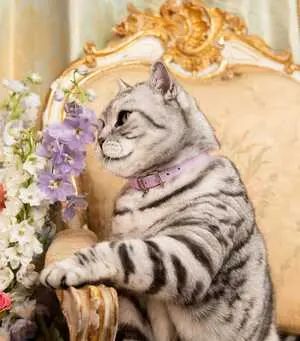 CHESHIRE & WAIN Rococo Cat Collar With Bow Detail
