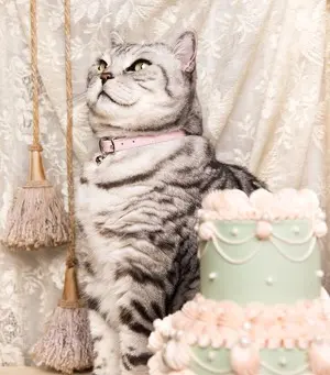CHESHIRE & WAIN Rococo Cat Collar With Bow Tie