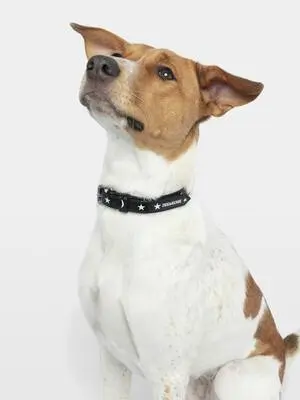 Zadig&Voltaire Zadog Collar