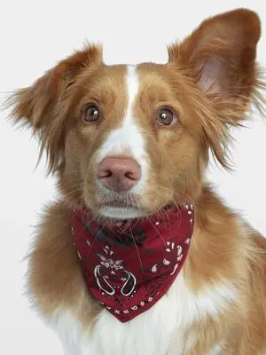 Zadig&Voltaire Zadog Bandana
