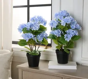 VALERIE PARR HILL Set Of 2 18 Hydrangea Potted Plants - One-color