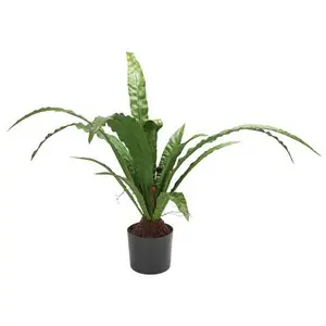 STORIED HOME Bird's Nest Fern Plant In Pot - Green