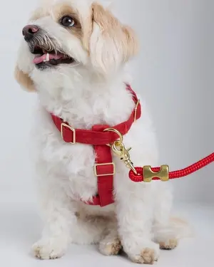 Quince Wrapped Nylon Dog Harness Walk Kit