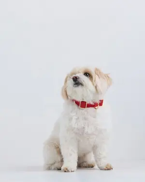 Quince Wrapped Nylon Dog Collar - Ruby