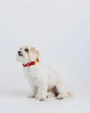 Quince Wrapped Nylon Dog Collar - Ruby