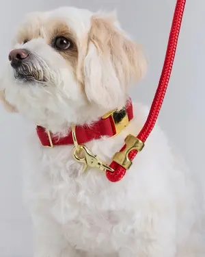 Quince Double-braided Nylon Rope Dog Leash