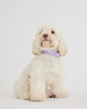 Quince Flex-poly Dog Collar - Lavender