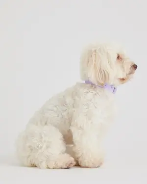 Quince Flex-poly Dog Collar - Lavender
