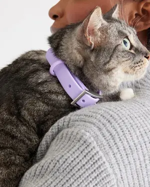 Quince Flex-poly Dog Collar - Lavender