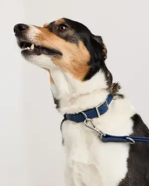 Quince Flex-poly Dog Collar - Navy