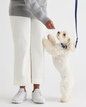 Quince Dog Collar Walk Kit - Navy