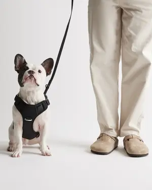 Quince Dog Harness Walk Kit Black