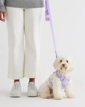 Quince Dog Harness Walk Kit Lavender