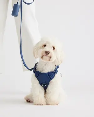 Quince Dog Harness Walk Kit - Navy