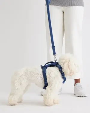Quince Dog Harness Walk Kit - Navy