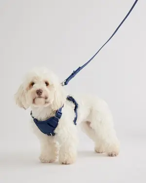 Quince Dog Harness Walk Kit - Navy