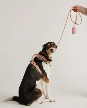 Quince Dog Harness Walk Kit Soft Blush