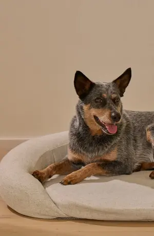 HIGHERDOSE Infrared Pemf Pet Bed