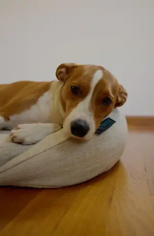 HIGHERDOSE Infrared Pemf Pet Bed