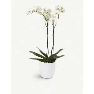 MOYSES STEVENS White Orchid 17cm - One-color