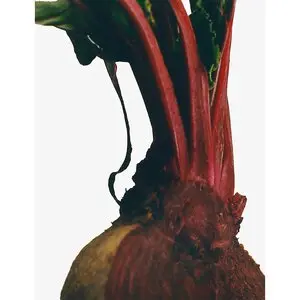 Loewe Beetroot Large Scented Candle 2120g