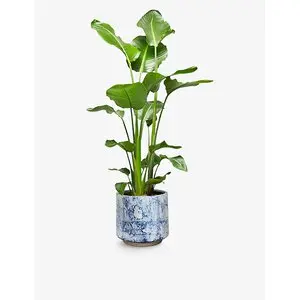PATCH PLANTS Nicolau The Strelitzia Nicolai Plant In Pot 110-120cm - One-color