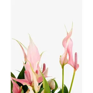 PATCH PLANTS Rachel Anthurium Lilli Plant And Glass Plant Pot