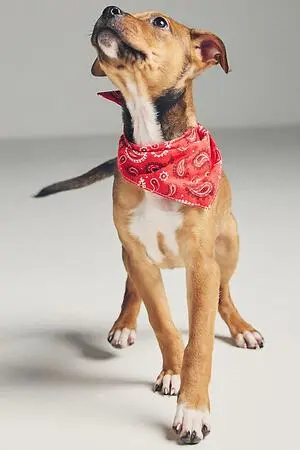FURB Summer Pet Bandana - Classic