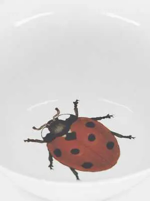 ASTIER DE VILLATTE Ladybug Soup Plate