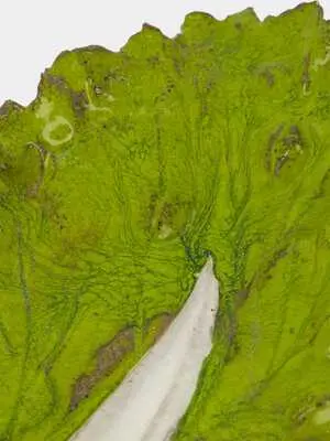 Studio Bongard Ceramic Lettuce Sculpture