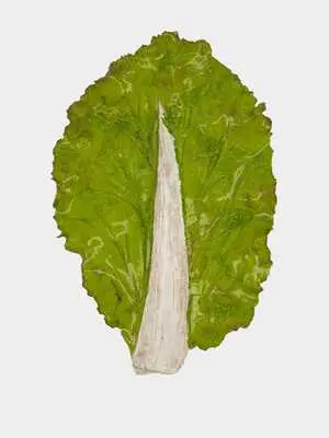 Studio Bongard Large Ceramic Lettuce Sculpture - Green