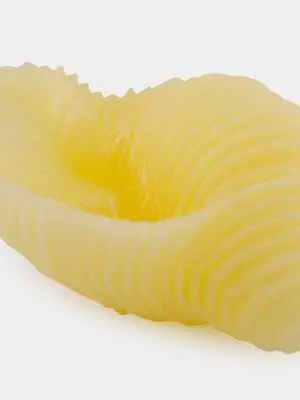 CERABELLA Light Sea Snail Large Candle
