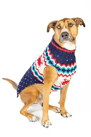 CHILLY DOG Crabby Dog Sweater