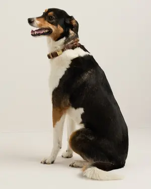 Quince Rolled Italian Leather Dog Collar