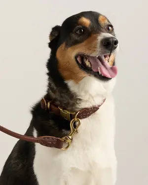 Quince Rolled Italian Leather Dog Leash