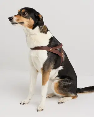 Quince Italian Leather Dog Harness Walk Kit