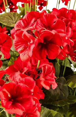 MACKENZIE-CHILDS Geranium Urn Filler