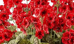 MACKENZIE-CHILDS Geranium Urn Filler